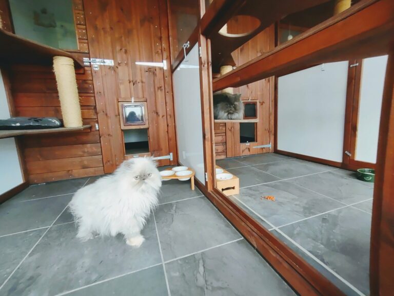 Luxury Cattery Liverpool | Pets Country Manor